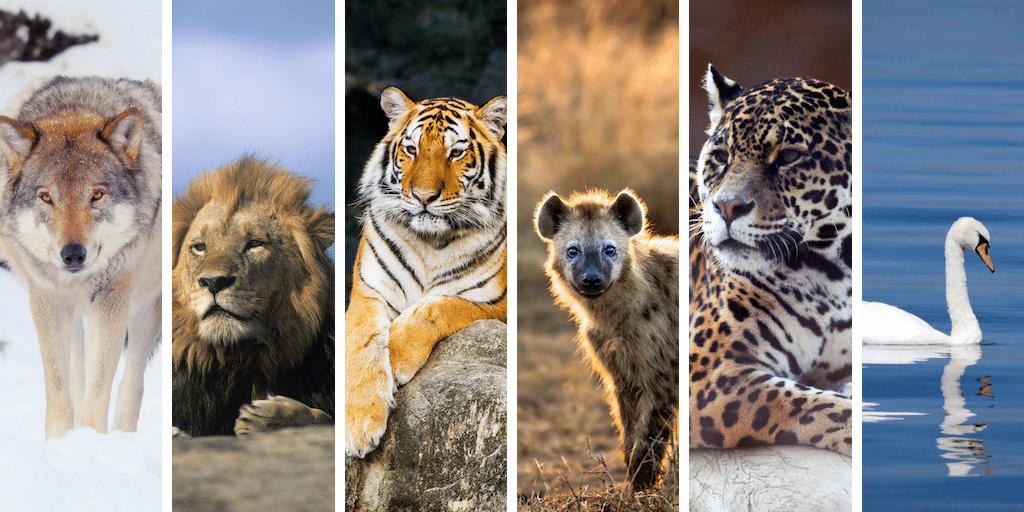 The Great Big Anita Blake Reread: Sorting Out Shifters – Stitch's Media Mix